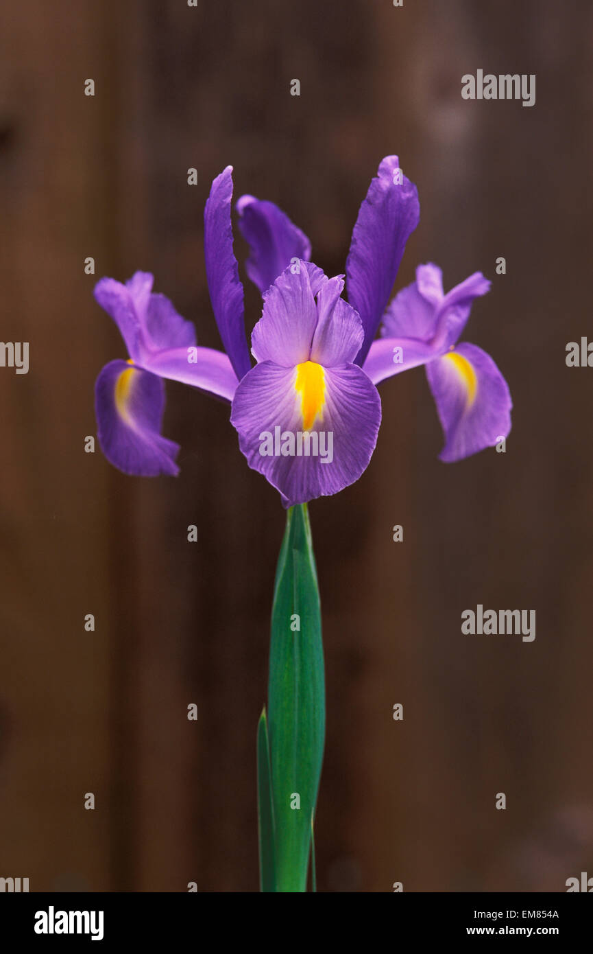 Iris xiphium hispanica hi-res stock photography and images - Alamy