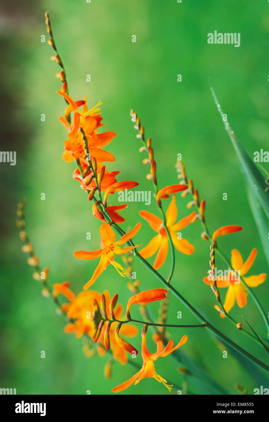 Flowers tritonia High Resolution Stock Photography and Images - Alamy