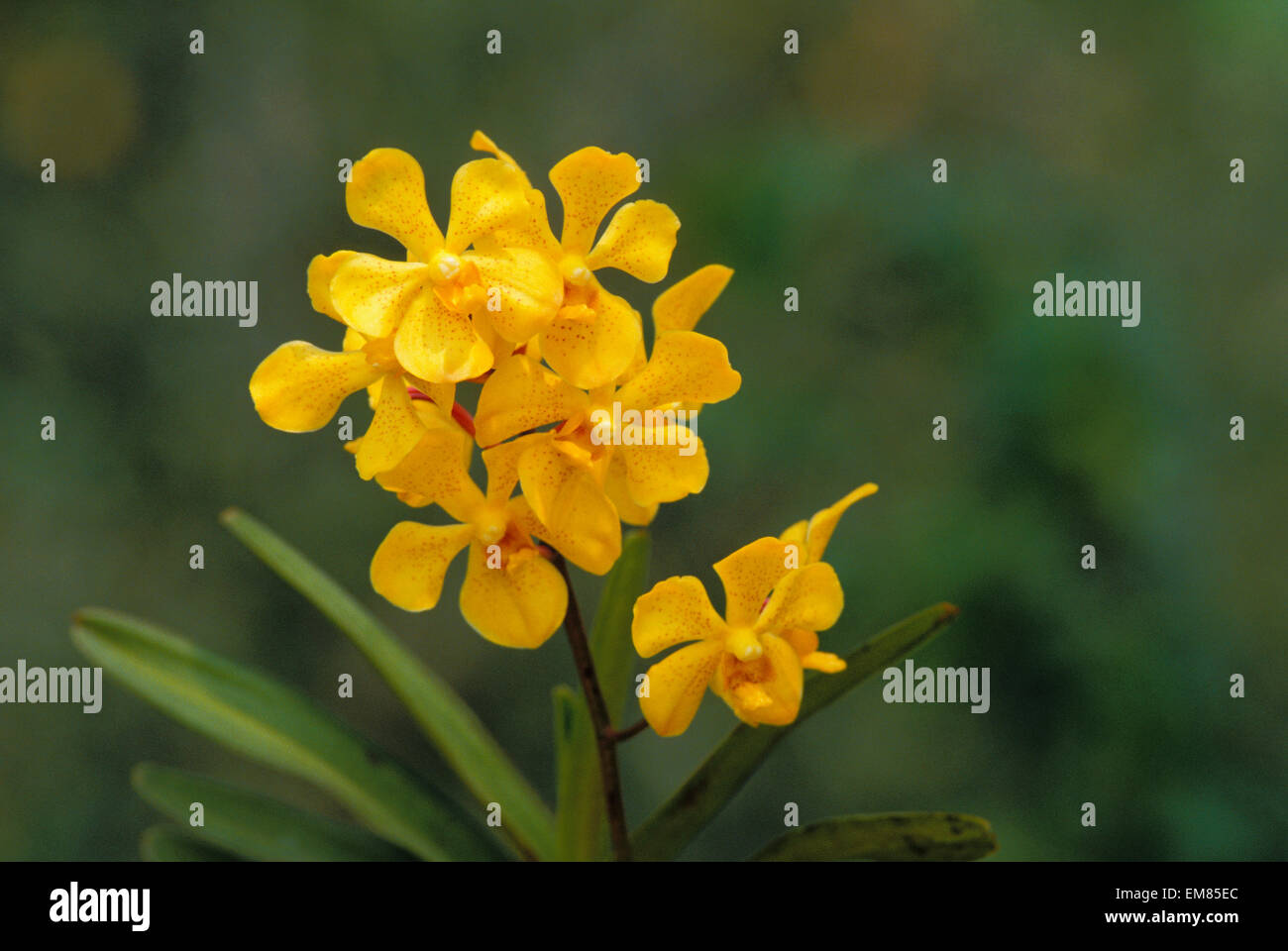Strand Of Yellow Orchids Growing In Field, Surrounded By Green Leaves ...