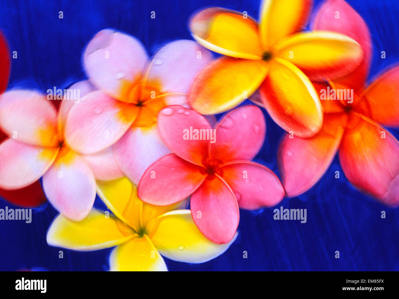 Blue Plumeria Flower Tattoo
