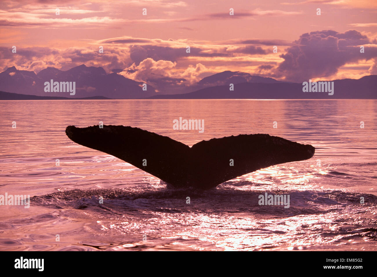 Alaska, Frederick Sound, Humpback Whale (Megaptera Novaeangliae) Fluke ...