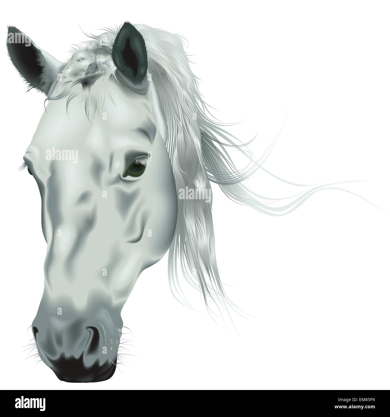 Portrait white horse head Cut Out Stock Images & Pictures - Alamy