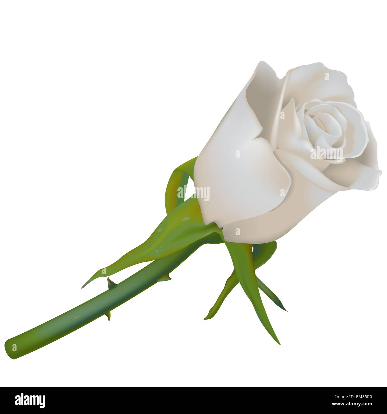 White rose Stock Vector Images - Alamy