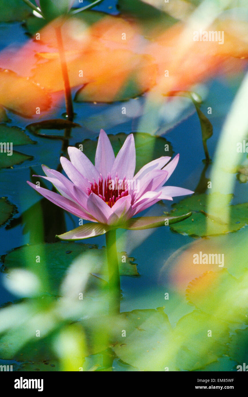 Close-Up Of Single Lily Flower With Soft Focus Surroundings Stock Photo ...