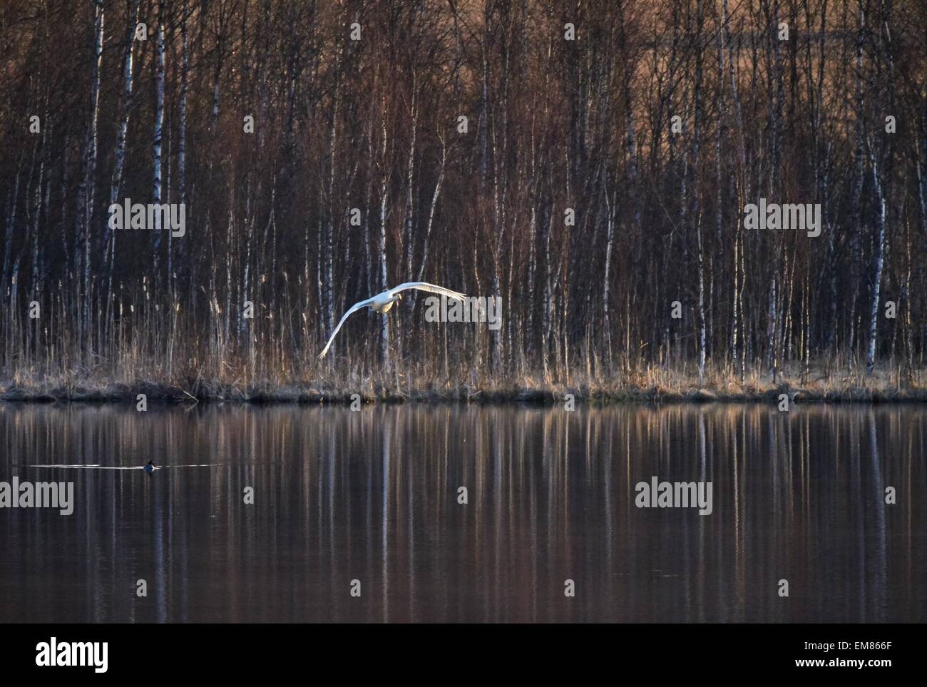 Swan flying above the lake in the spring with reflections of the trees ...