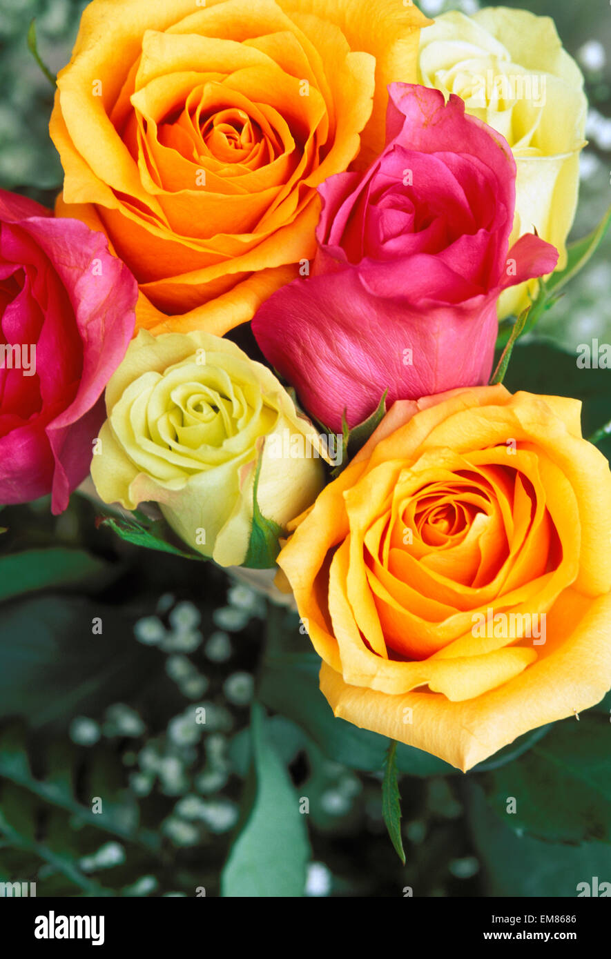 Lush pale pink roses hi-res stock photography and images - Alamy