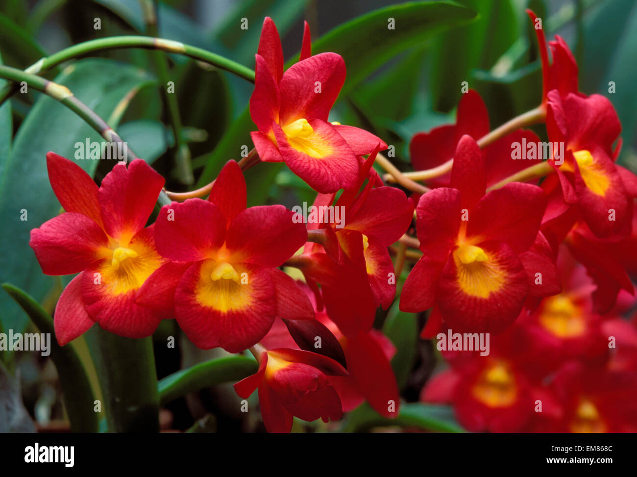 Unusual Colored Orchids Flowers, Deep Red With Yellow Inside, On Plant ...
