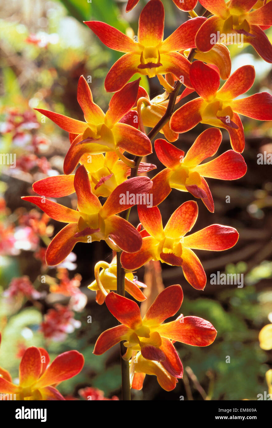 Close-Up Of Red And Yellow Dendrobium Orchids On Plant, Outdoors With ...