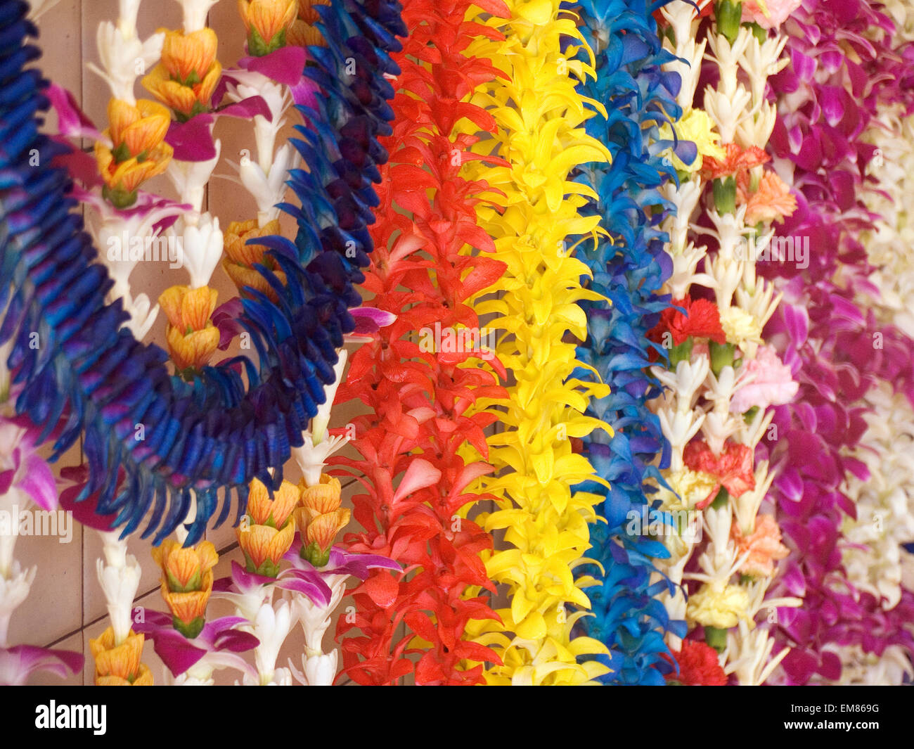 Assorted Hawaiian Leis, Hanging In Bright, Colorful Strands, Studio ...