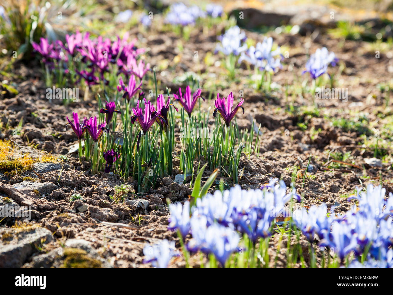 Iris reticulata 'JS Dijt' Stock Photo - Alamy