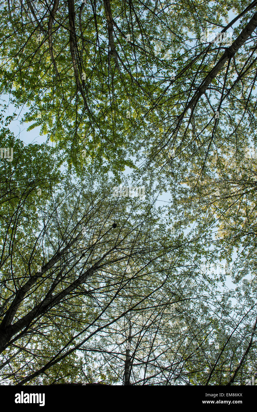 Tree top view isolated hi-res stock photography and images - Alamy