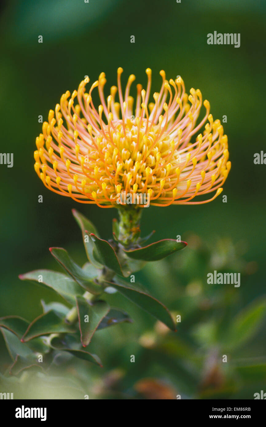 Hawaii, Maui, Close-Up Side View Of Yellow Pin Cushion Protea Outdoor ...