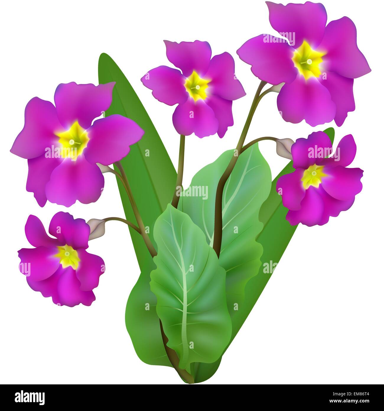 Viola flower Stock Vector Images - Alamy