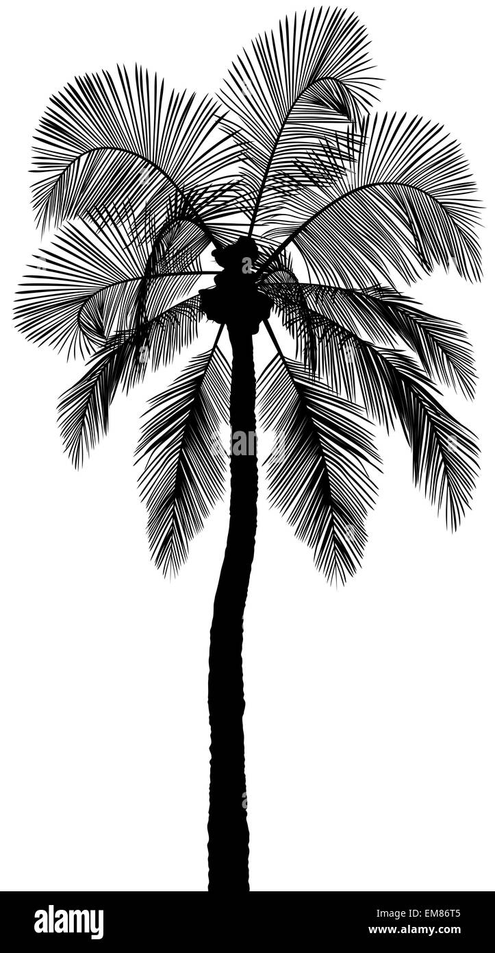 Palm Tree Silhouette Stock Vector Image & Art - Alamy