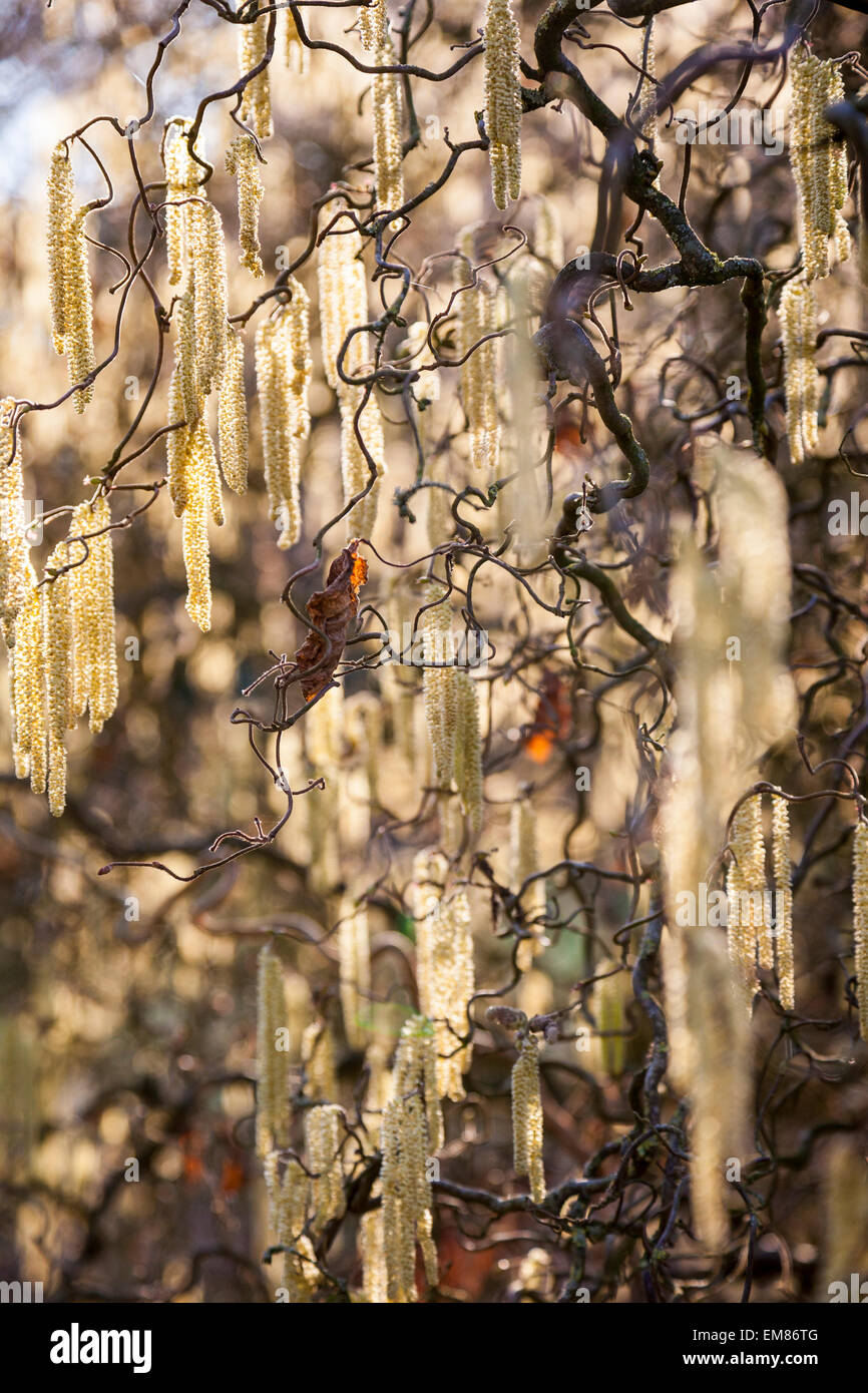Catkins of corkscrew hazel (Corylus avellana 'Contorta' Stock Photo - Alamy