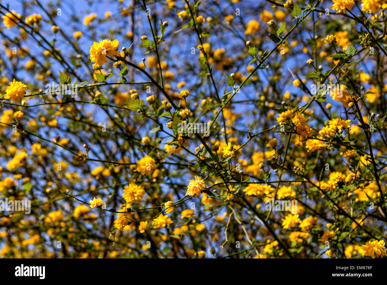 Kerria japonica Spring flowering shrub yellow, Flowers, Bush, Plant ...