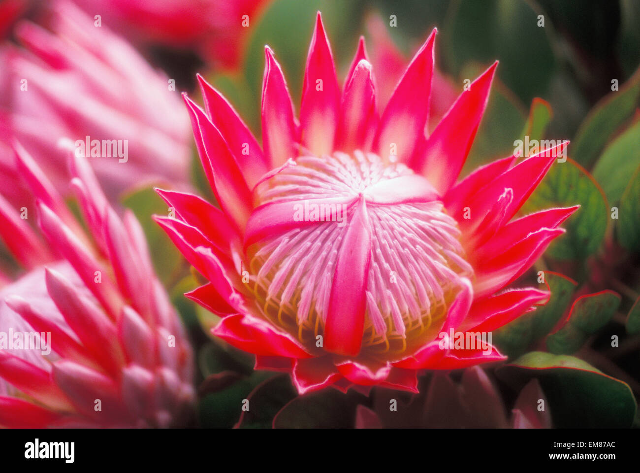 Hawaii, Maui, Kula, King Protea Blossom Close-Up Looking Into Center ...