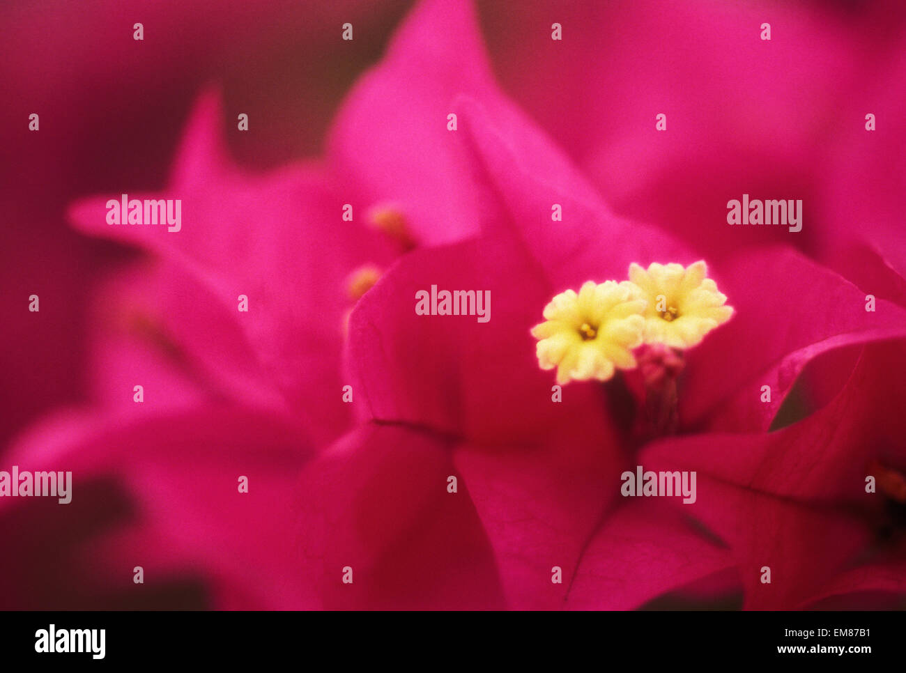 Lush red white bougainvillea hi-res stock photography and images - Alamy
