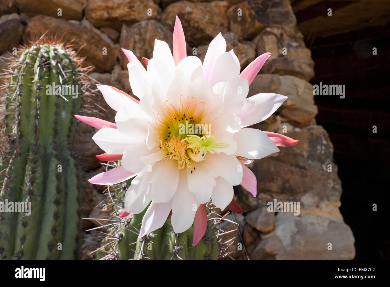 Jatun yampara hi-res stock photography and images - Alamy