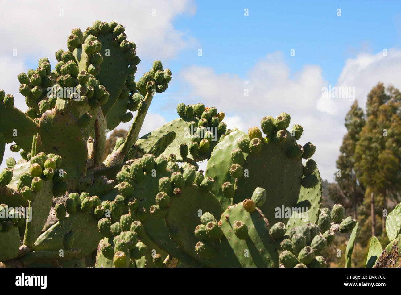 Jatun yampara hi-res stock photography and images - Alamy