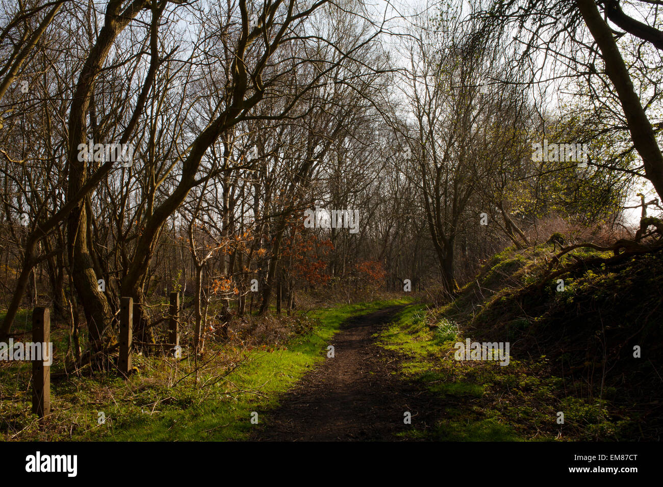 A pathway running through scrubby woodland Stock Photo - Alamy