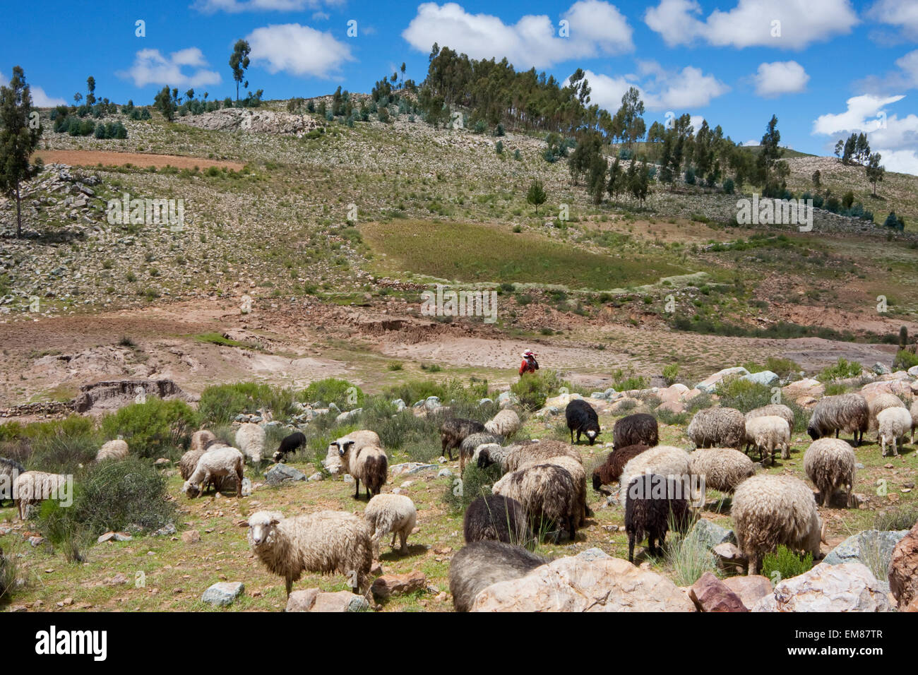 Jatun yampara hi-res stock photography and images - Alamy