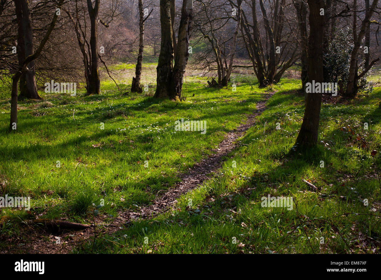 Open grassy woodland hi-res stock photography and images - Alamy