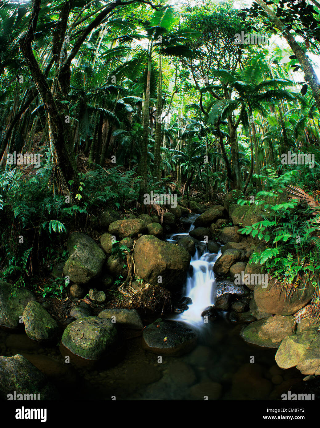 Hawaii, Big Island, Hamakua Coast, Onomea Rainforest Stream Stock Photo ...