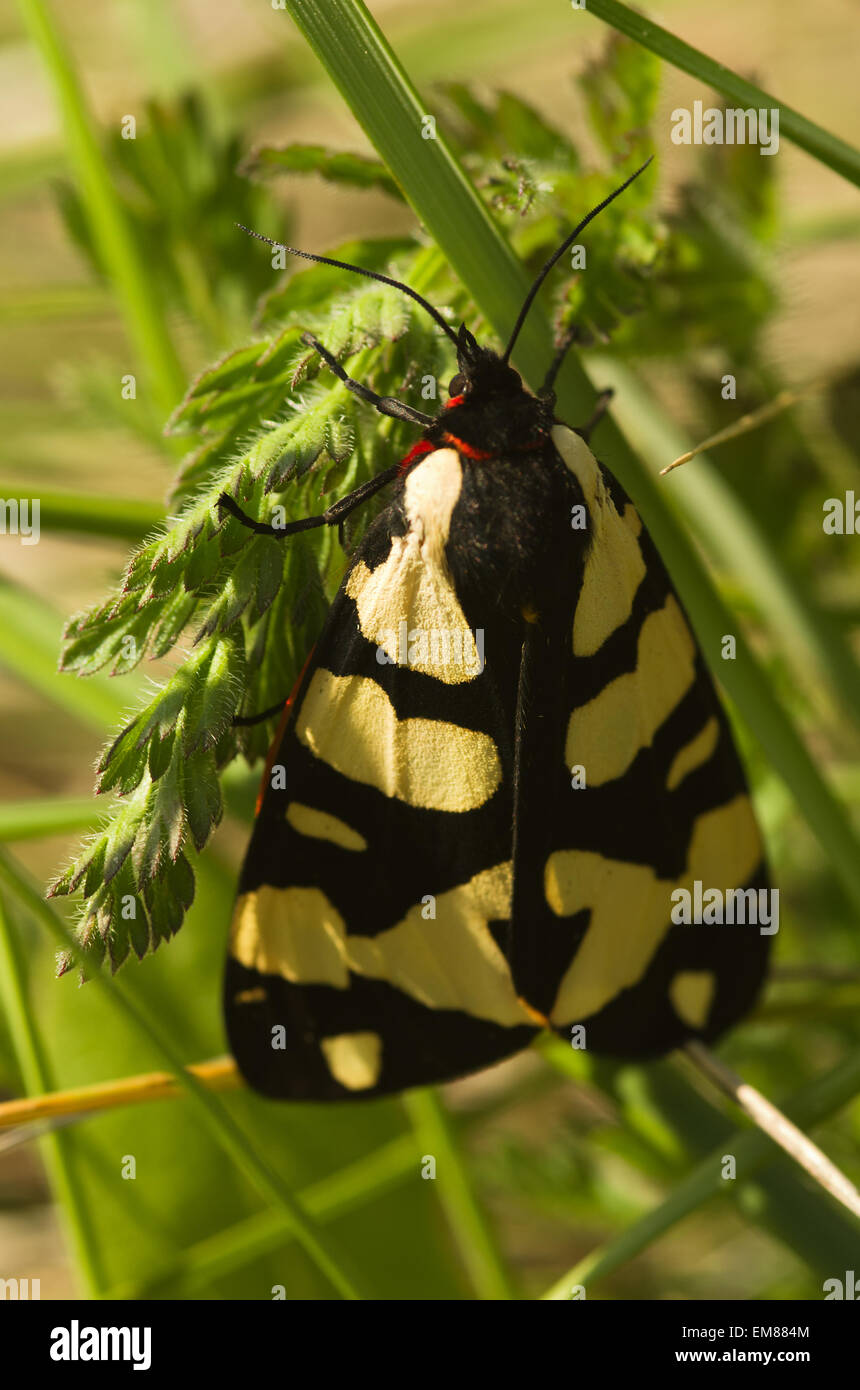 Cream-spot Tiger moth - Epicallia villica Stock Photo - Alamy