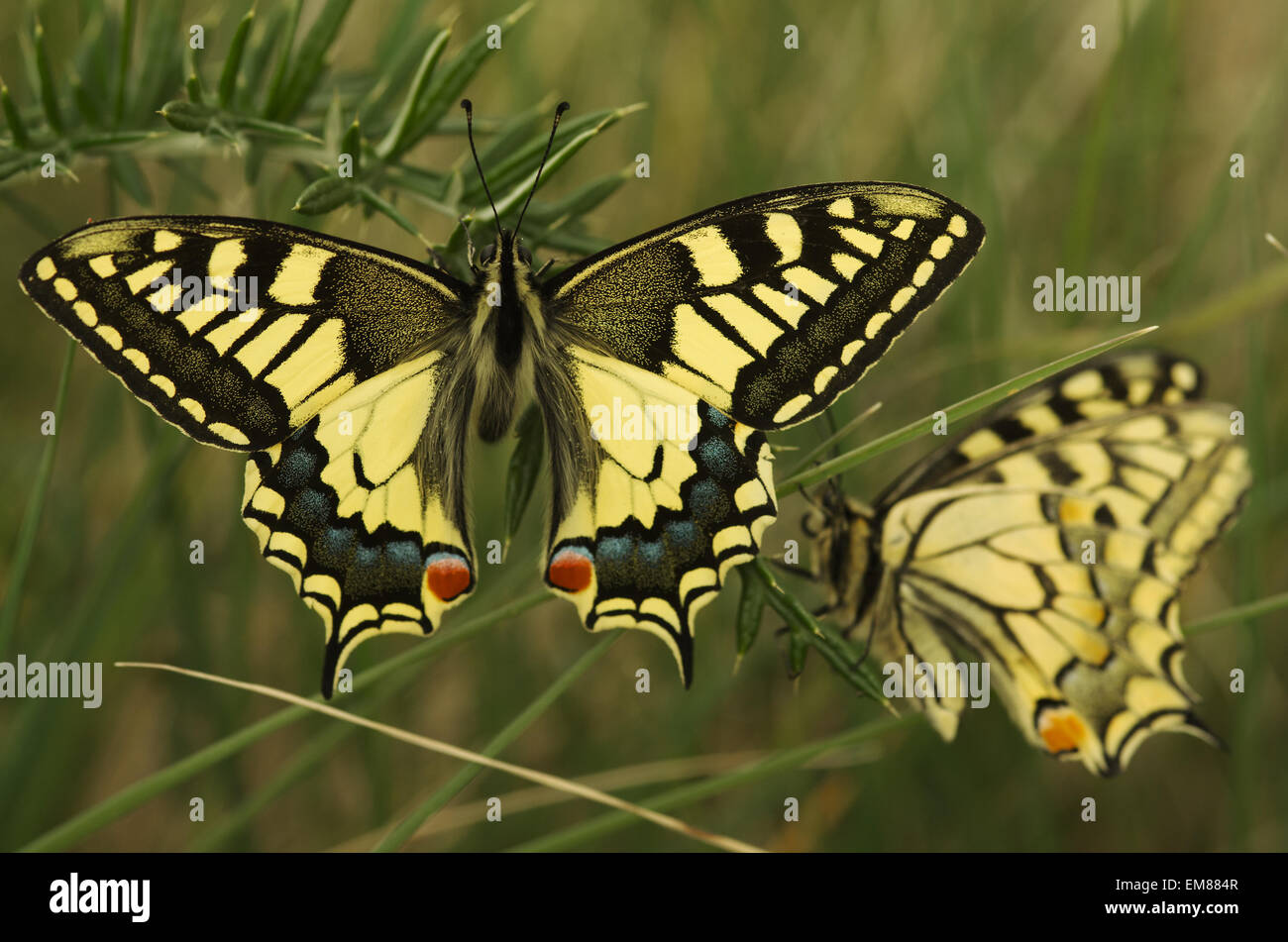 Swallowtail butterfly, Papilio machaon Stock Photo - Alamy