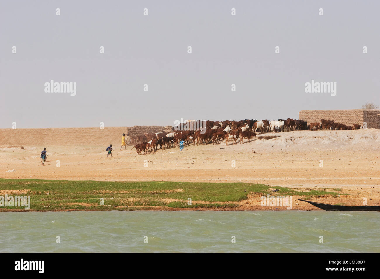 Mali agriculture cattle hi-res stock photography and images - Alamy