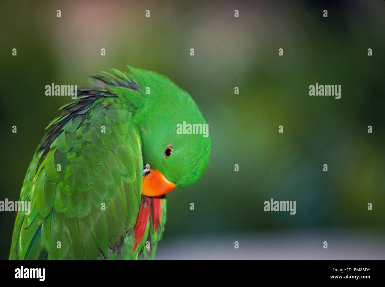 Bright Green Parrot Cleaning Chest, Blur Background Stock Photo - Alamy