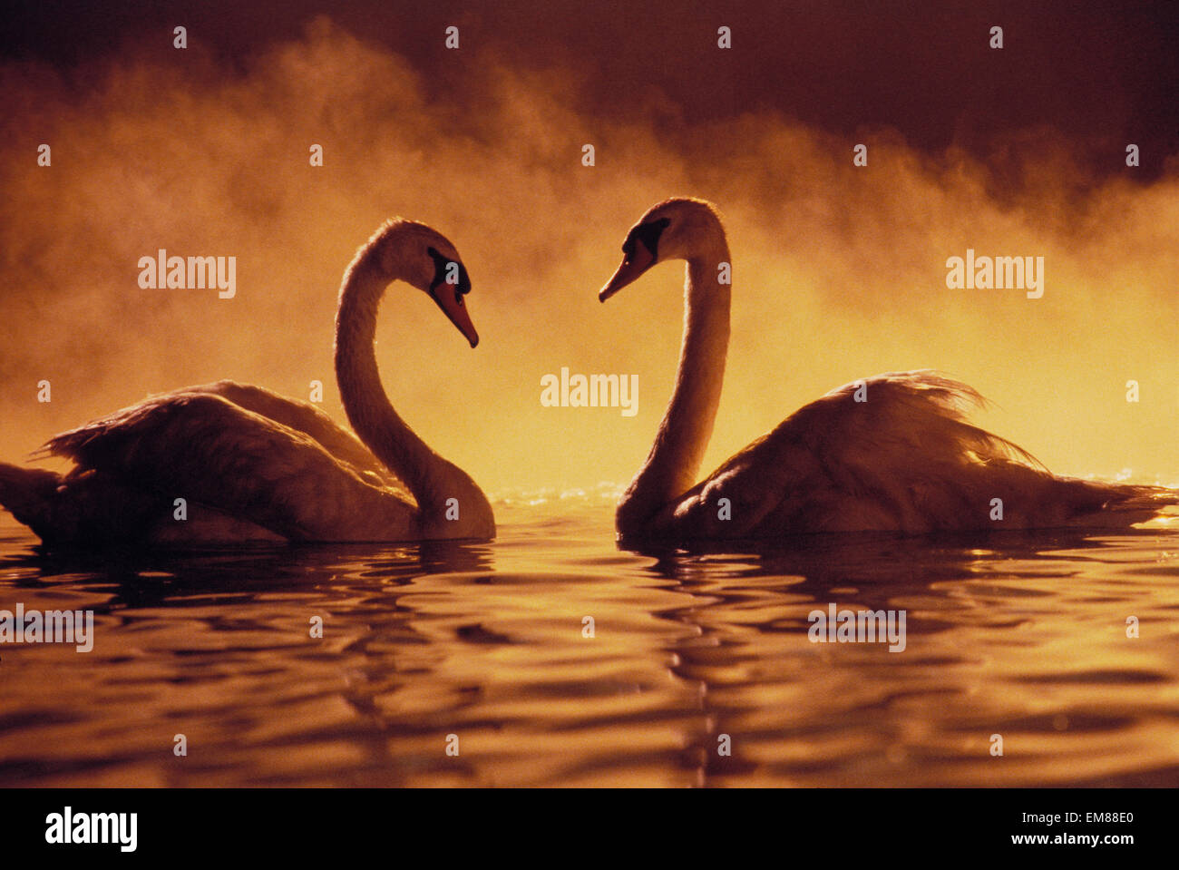 Pair Of African Swans Swimming Toward Each Other, Misty Romantic Stock ...