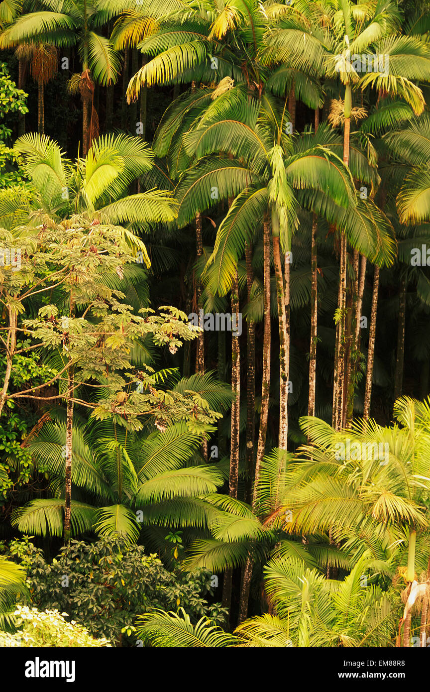 Hawaii, Big Island, Hamakua Coast, Lush Rainforest Along The Coast ...