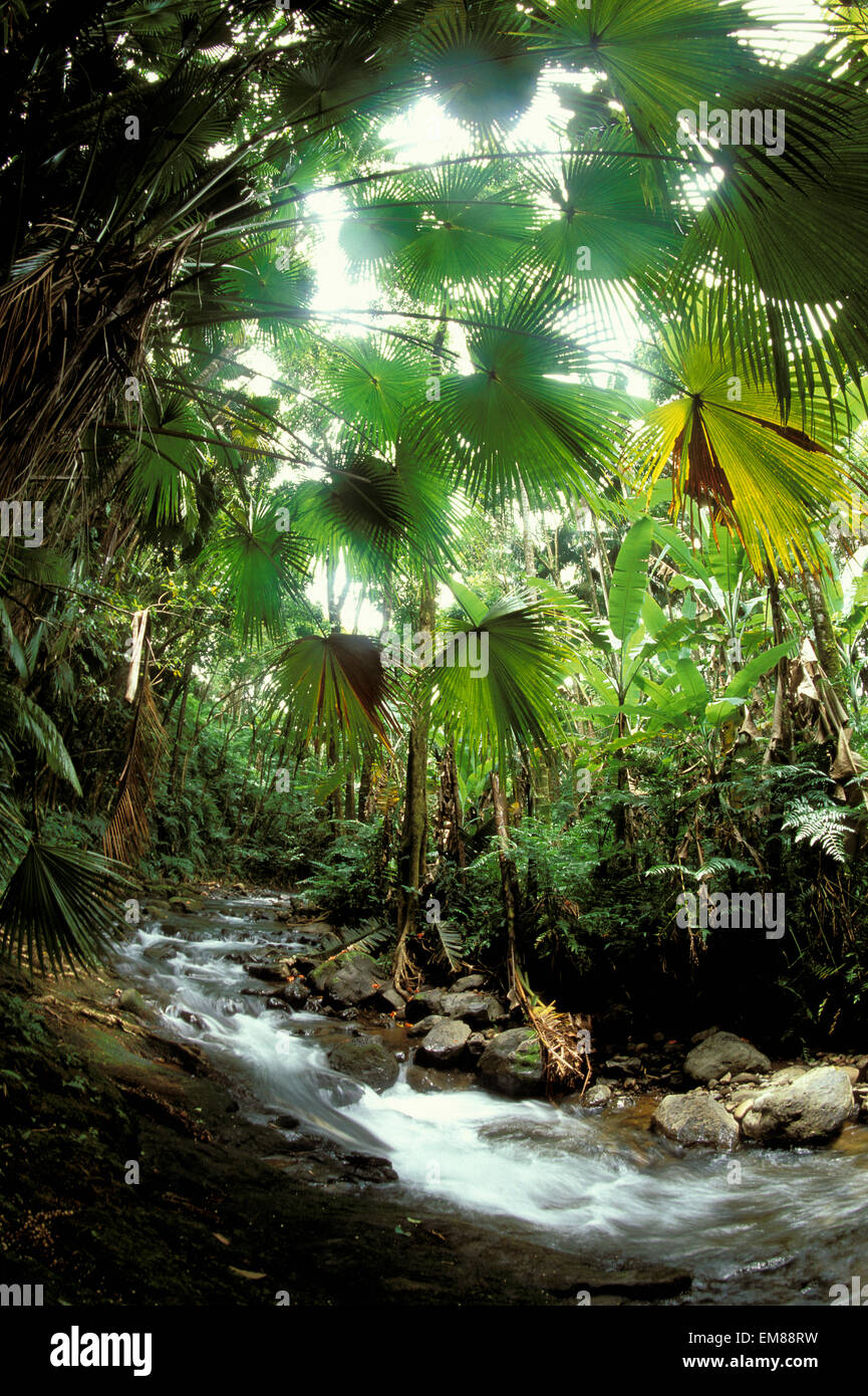 Hawaii, Big Island, North Hilo Stream, View Of Stream From Inside ...