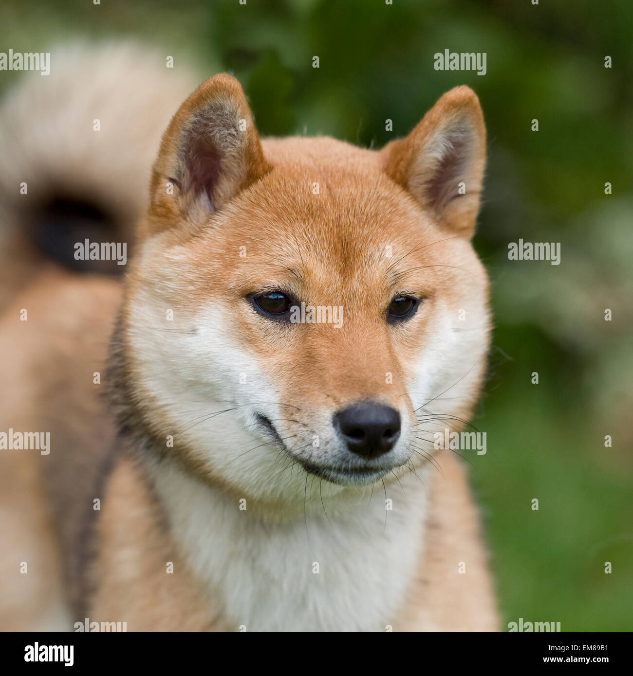 shiba inu dog Stock Photo - Alamy
