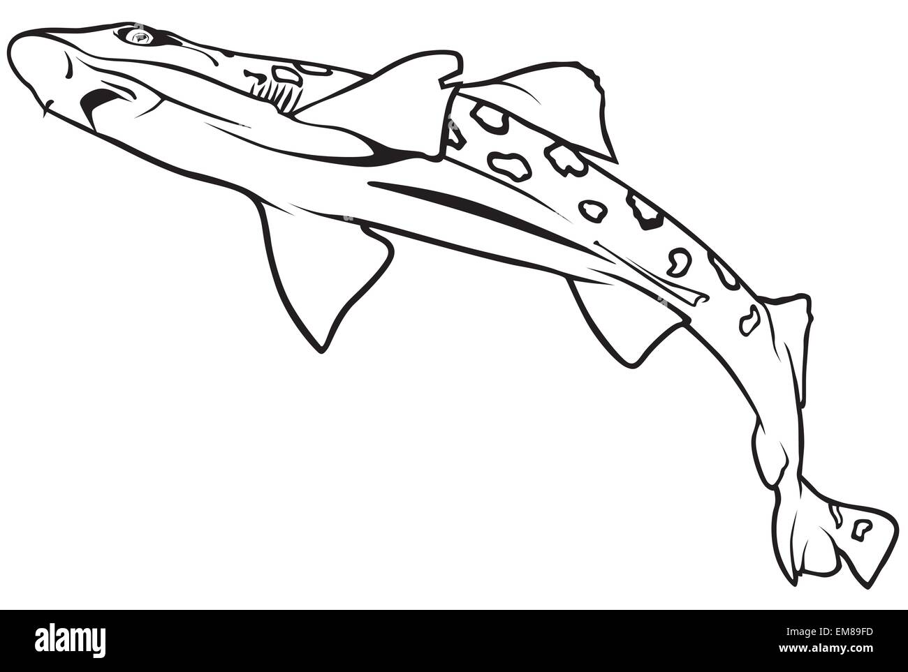 Leopard Shark Drawing