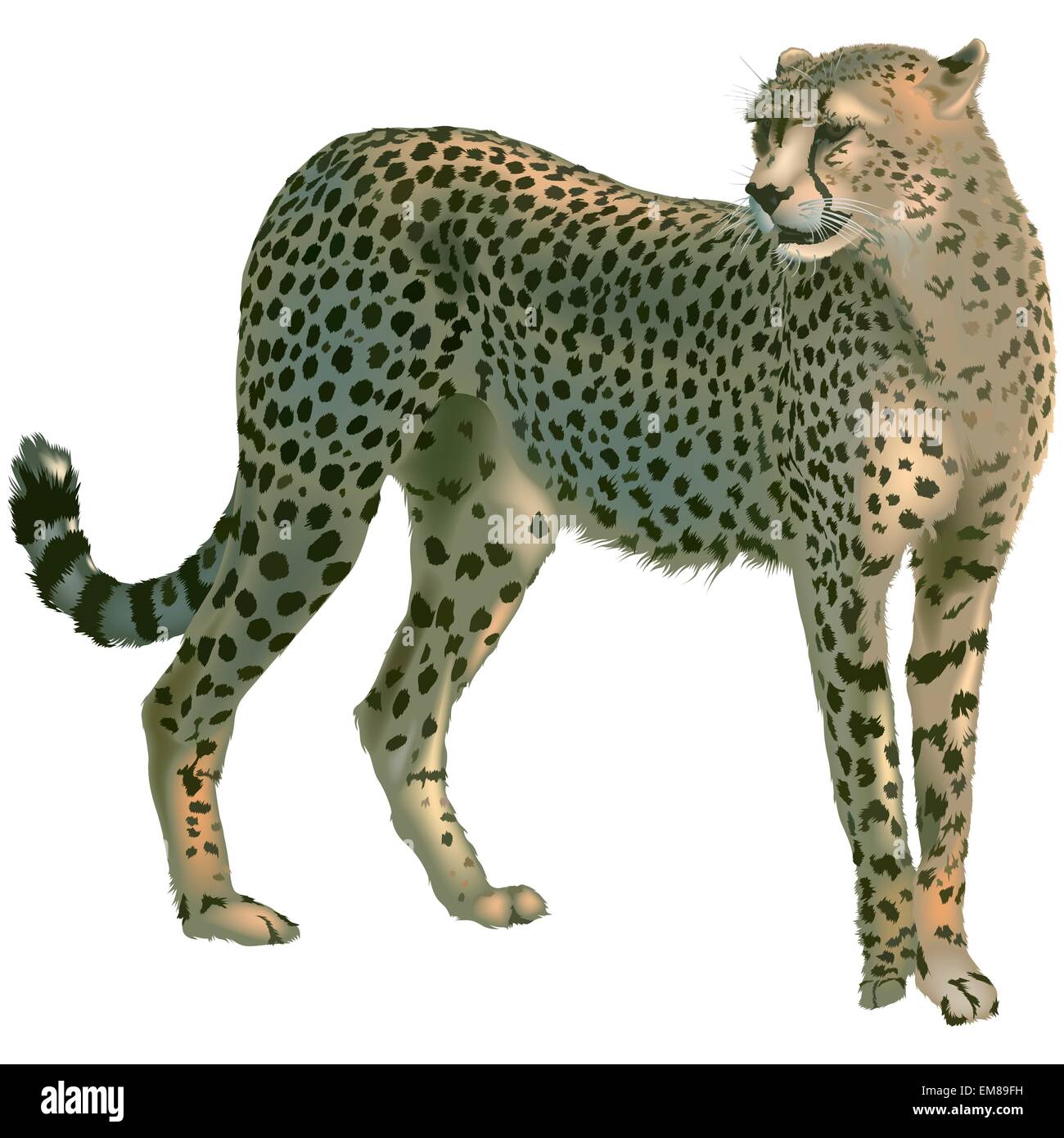 Cheetah big spotted cat Stock Vector Images - Alamy