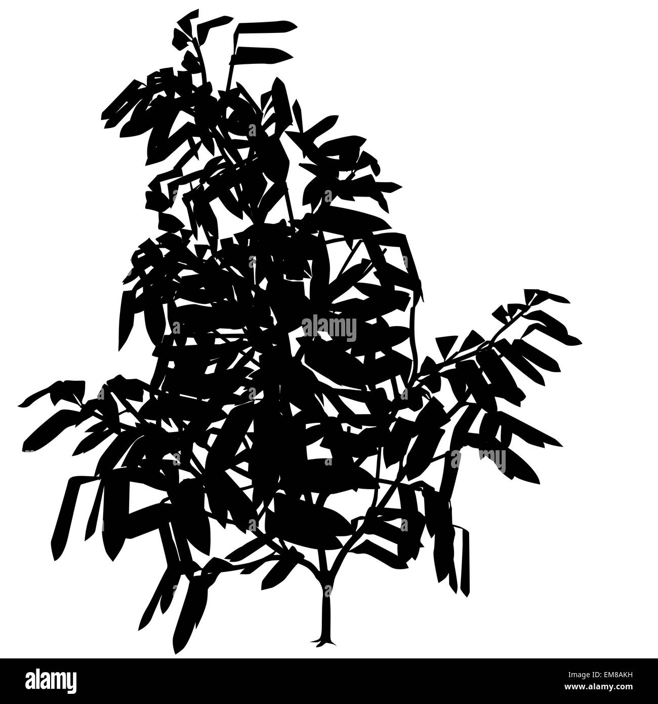 Exotic plant silhouette Stock Vector Images - Alamy