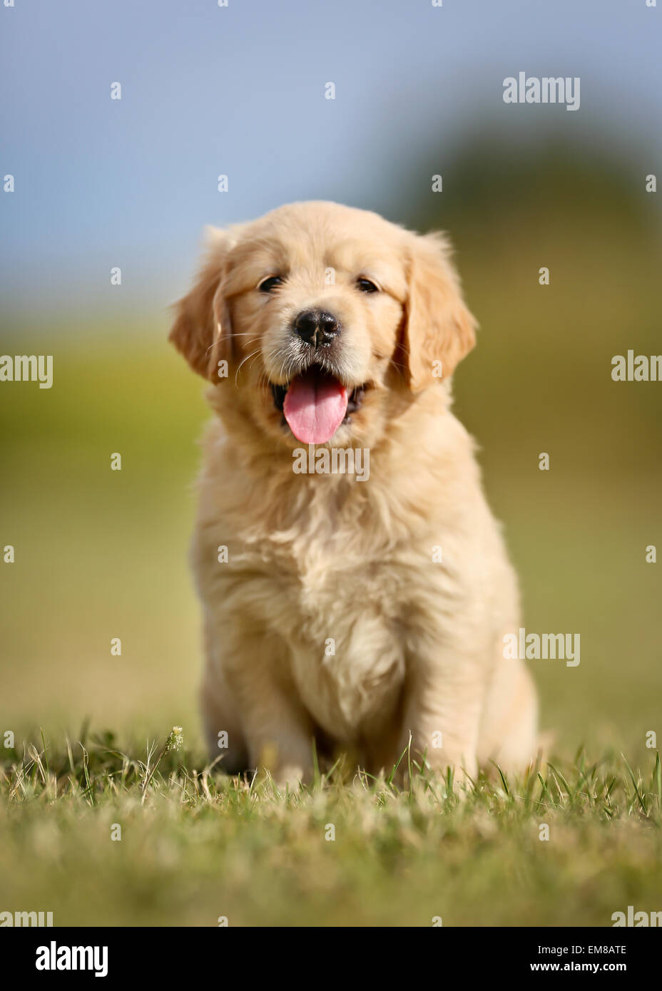 Seven week old golden retriever puppy hi-res stock photography and ...