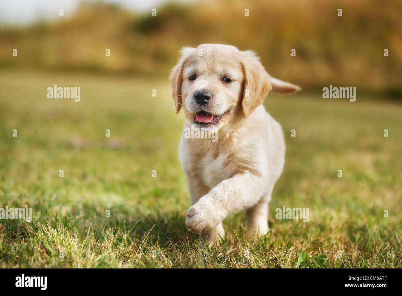 Seven week old golden retriever puppy outdoors on a sunny day Stock ...