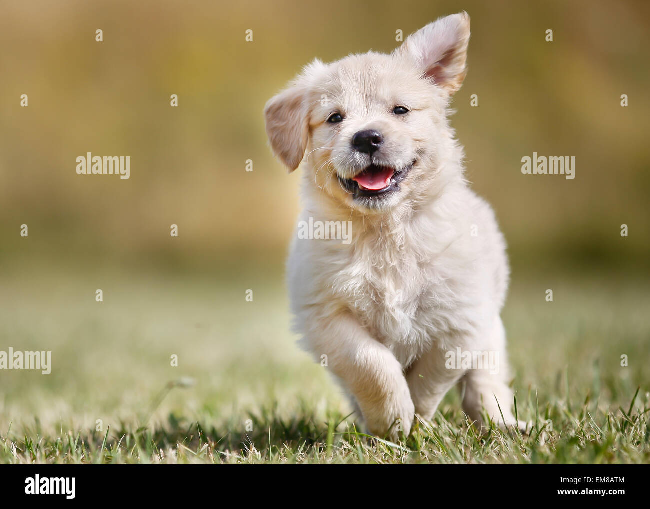 Seven week old golden retriever puppy outdoors on a sunny day Stock ...