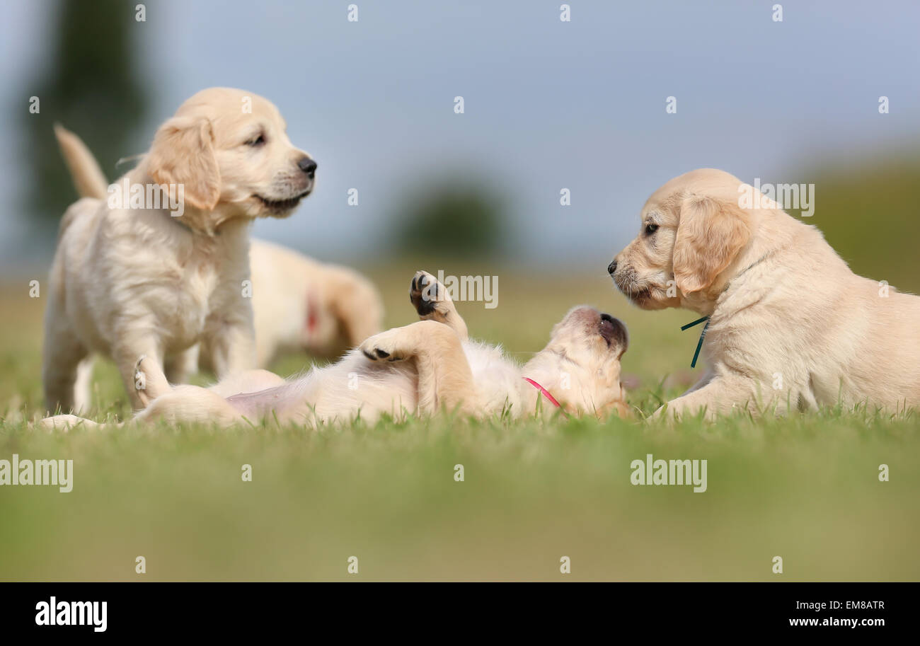 Seven week old golden retriever puppy hi-res stock photography and ...