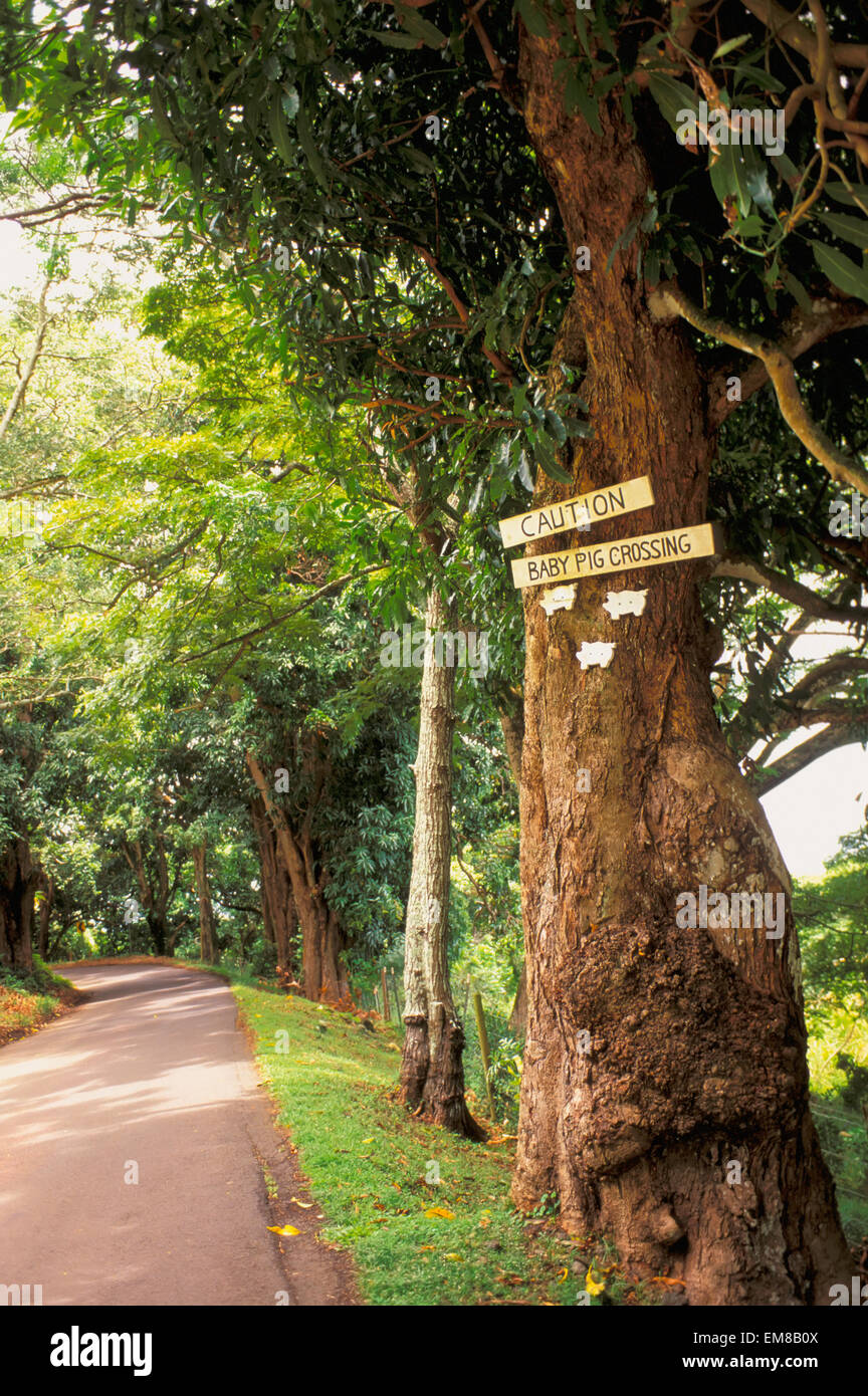 Hawaii, Maui, Hana, Tree With Handmade Sign Caution Pigs Crossing Along ...