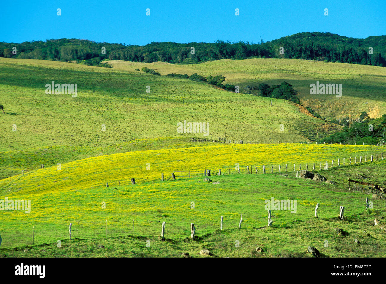Hawaii, Big Island, Parker Ranch (Waiki'i), Green Pasture. Kohala ...