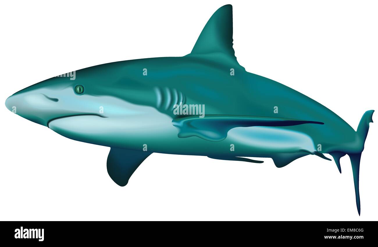 Shark cut out Stock Vector Images - Alamy