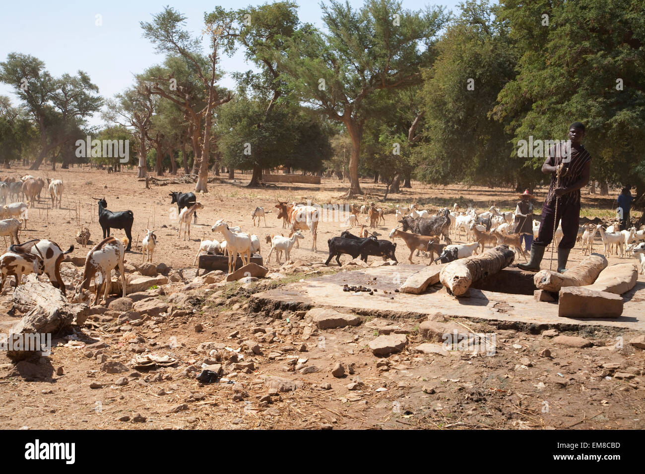 Goats and shepherd near well in Banian, Mali Stock Photo - Alamy