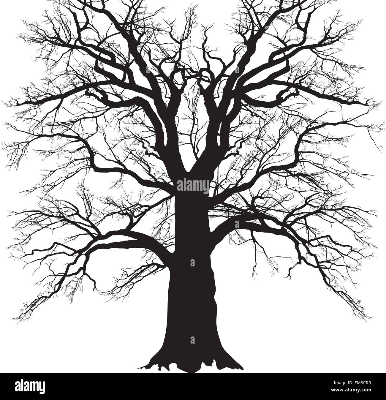 Old branched tree Stock Vector Image & Art - Alamy