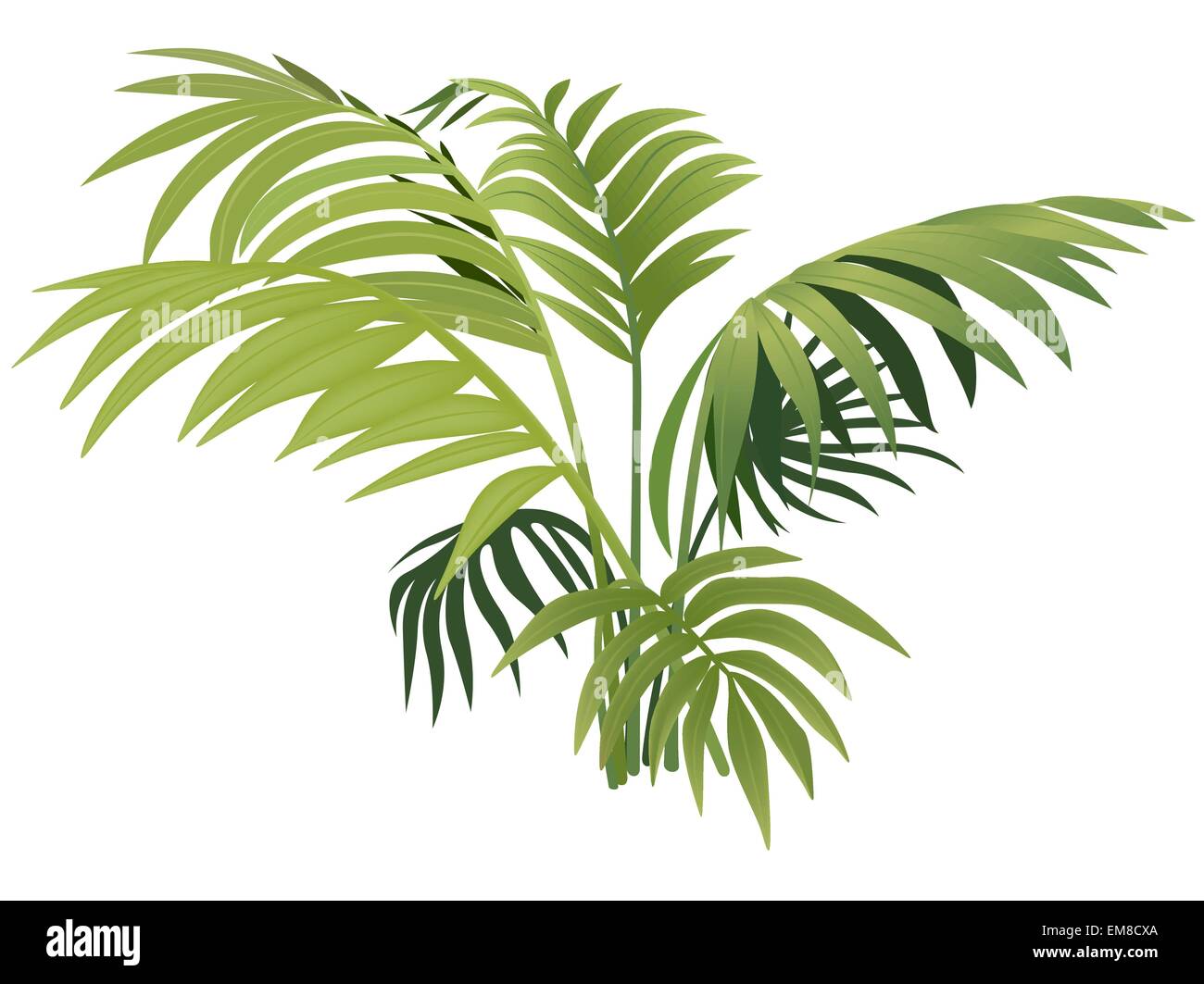 Cartoon fern leaf hi-res stock photography and images - Alamy