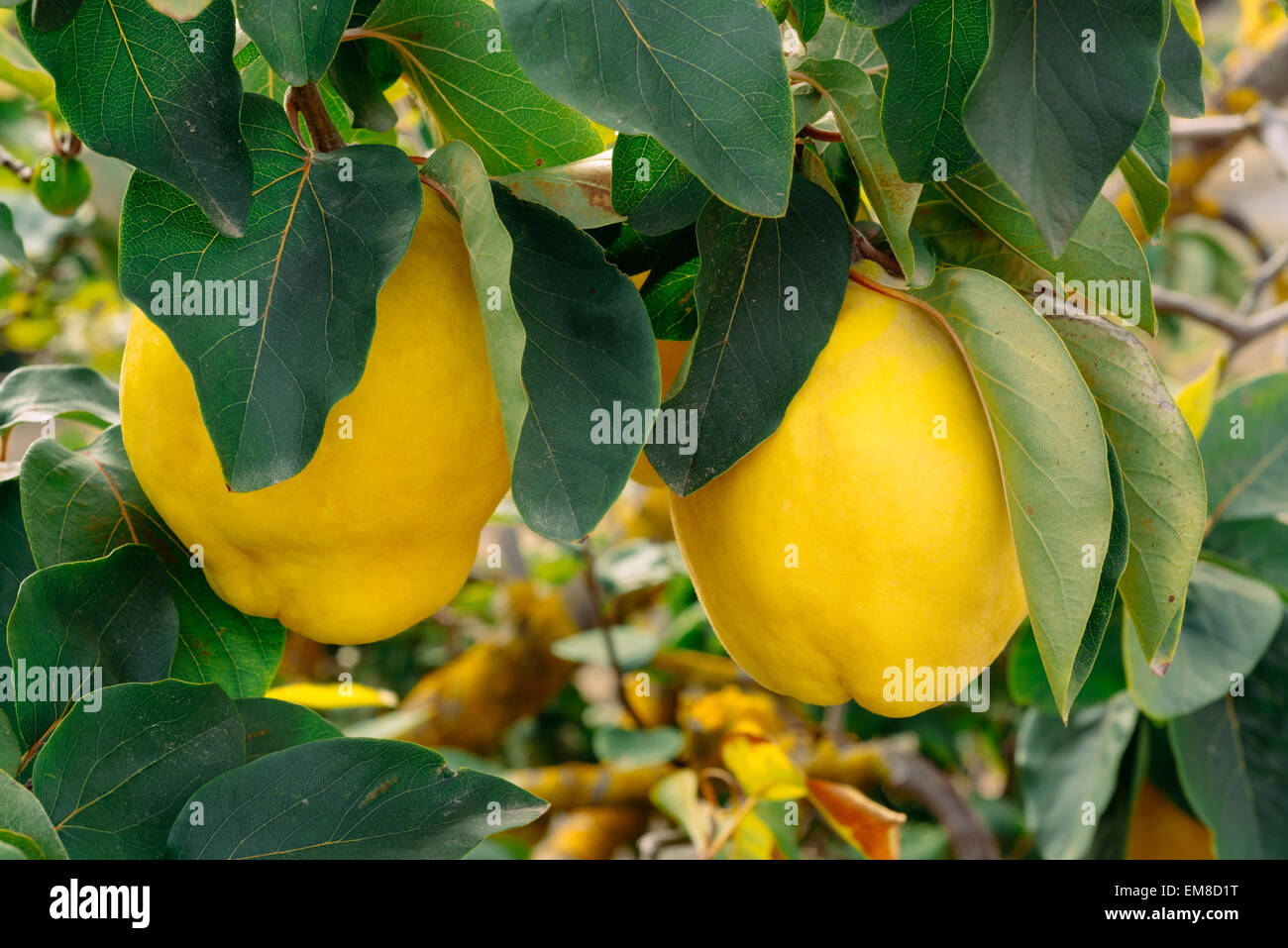 Ripe quince on the green branch, Adelaide, South Australia, Australia ...